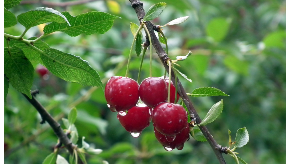 La cerise et ses bienfaits : Un fruit aux multiples vertus - CSBS ...